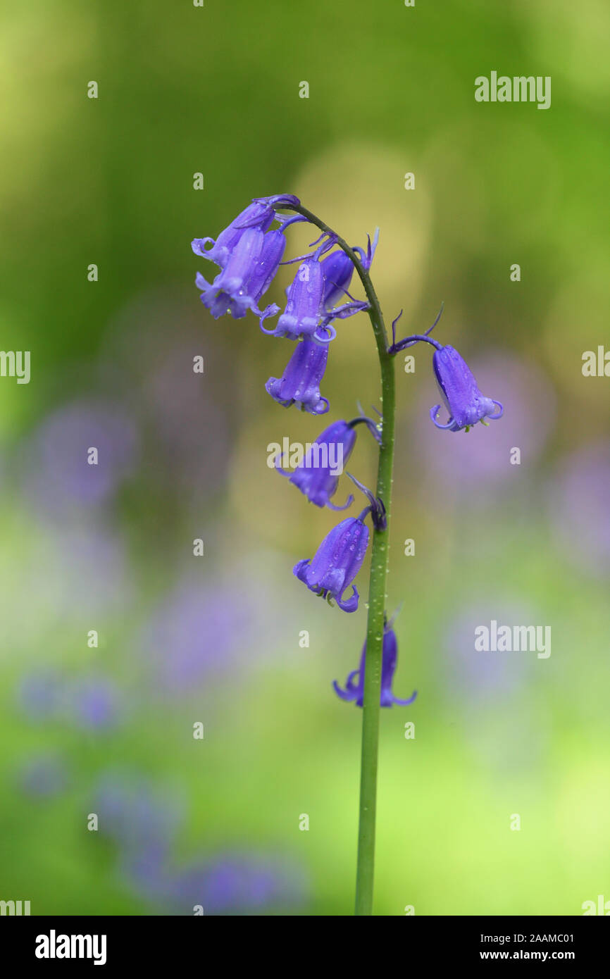 Close up image of Bluebells with a colorful background in woodland ...