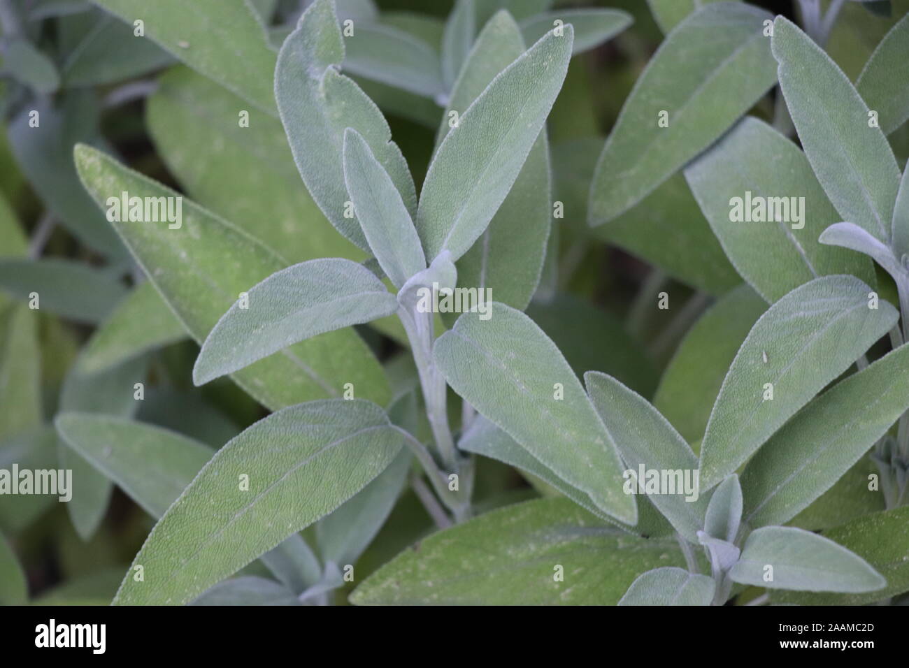 Sage (Salvia officinalis) , a medicinal plant, also called medicinal ...