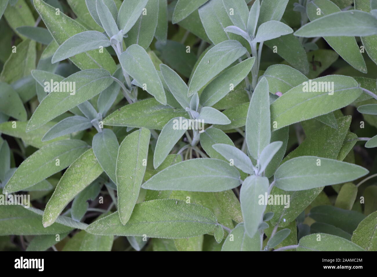 Sage (Salvia officinalis) , a medicinal plant, also called medicinal ...