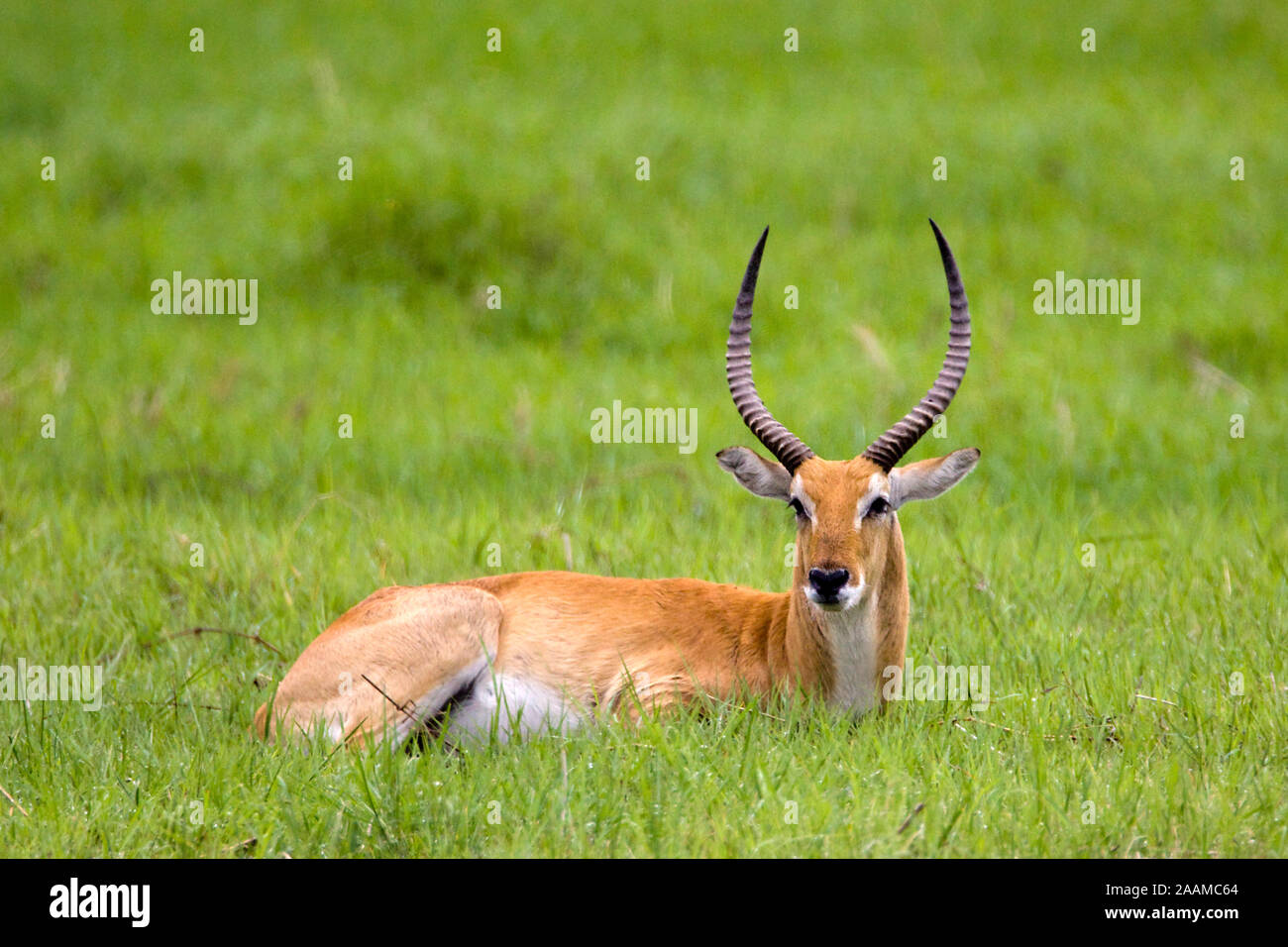 Moorantilope | Kobus leche - Red Lechwe Moorantilopen Bock ruhend ...