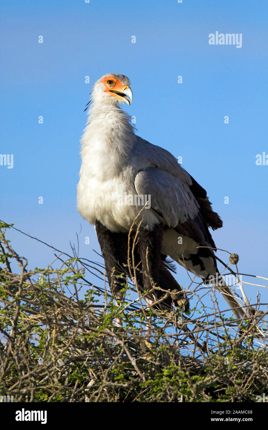 Sekretaer | Secretary Bird - Sagittarius serpentarius Sekretaer steht ...