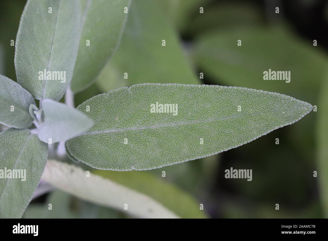 Sage (Salvia officinalis) , a medicinal plant, also called medicinal ...