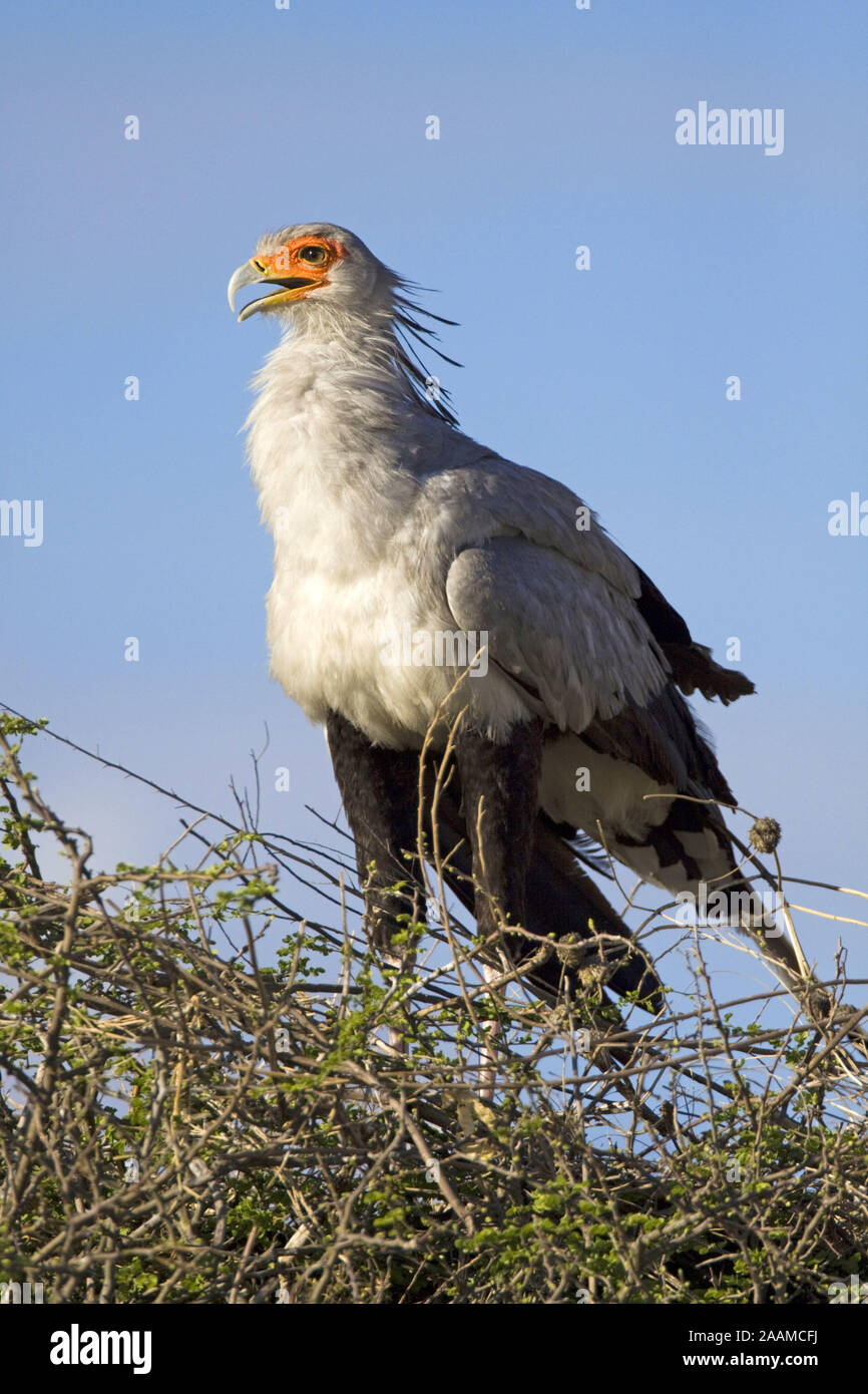Sekretaer | Secretary Bird - Sagittarius serpentarius Sekretaer steht ...
