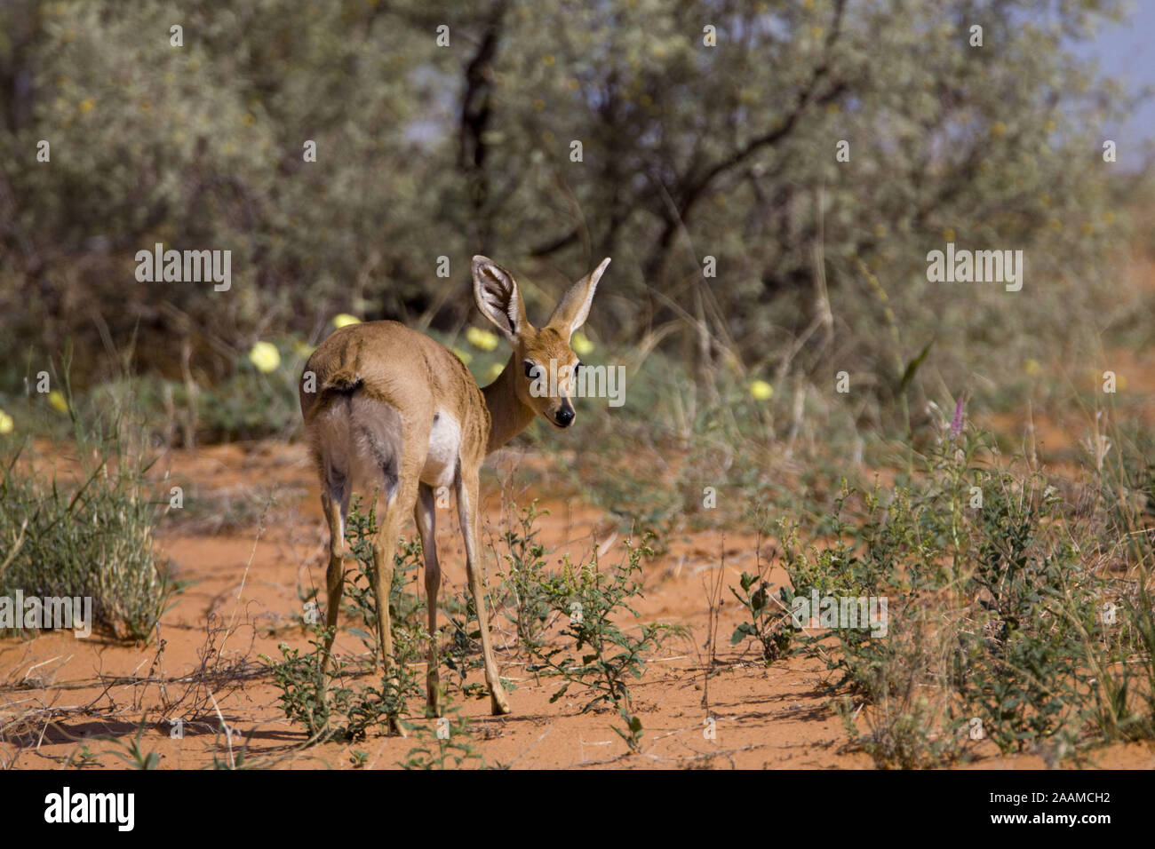 Steinboeckchen | Raphicerus campestris - Steenbock Weibchen Kalahari ...