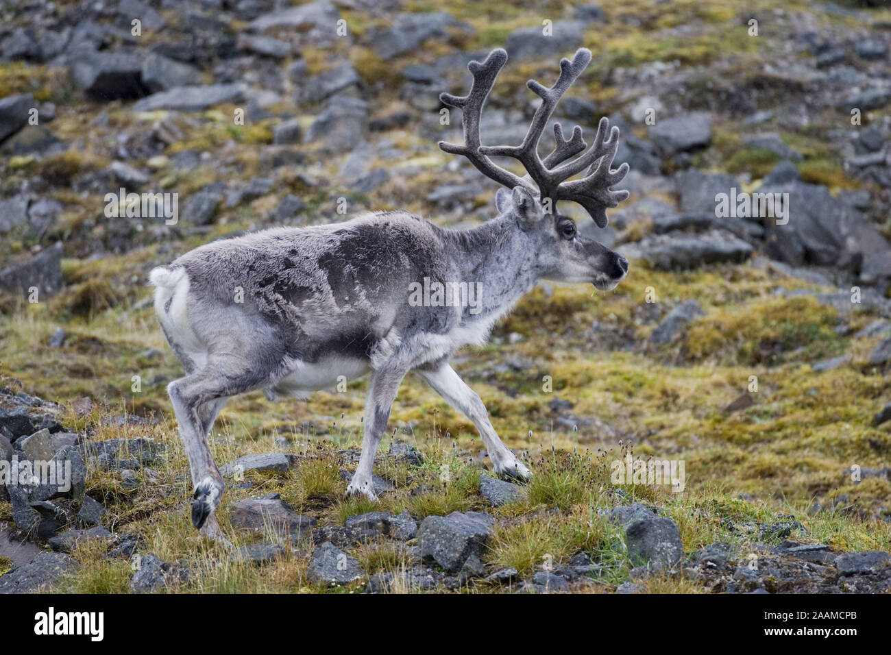 Wildes Rentier im Bastgeweih und Winterhaar | Wild Ren deer Stock Photo ...