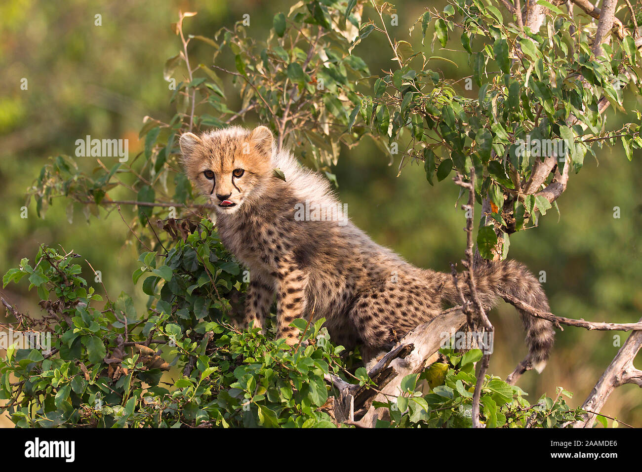 Gepard sitzend hi-res stock photography and images - Alamy