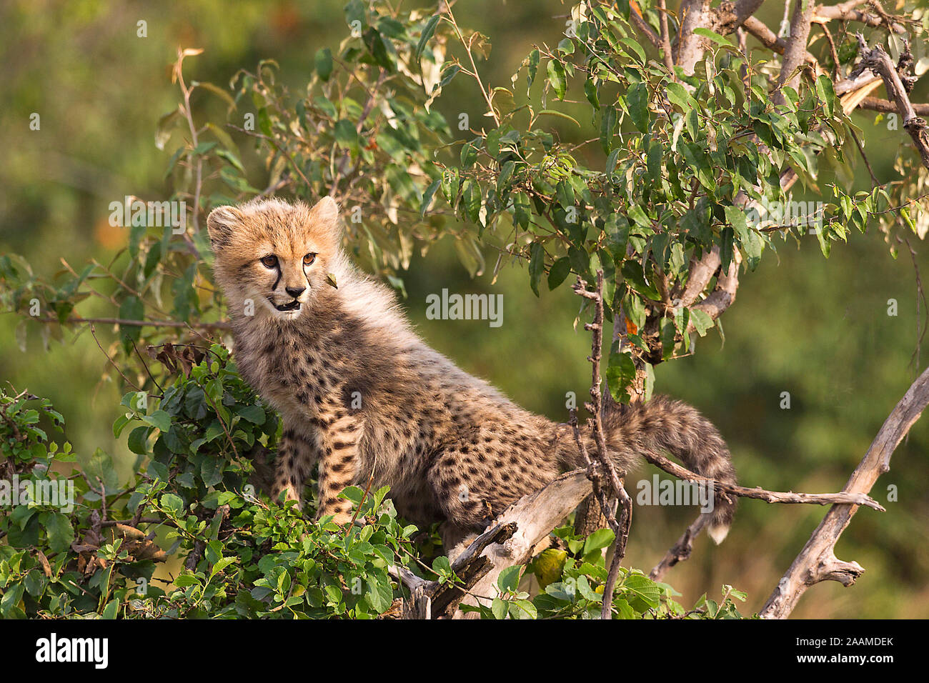 Gepard sitzend hi-res stock photography and images - Alamy