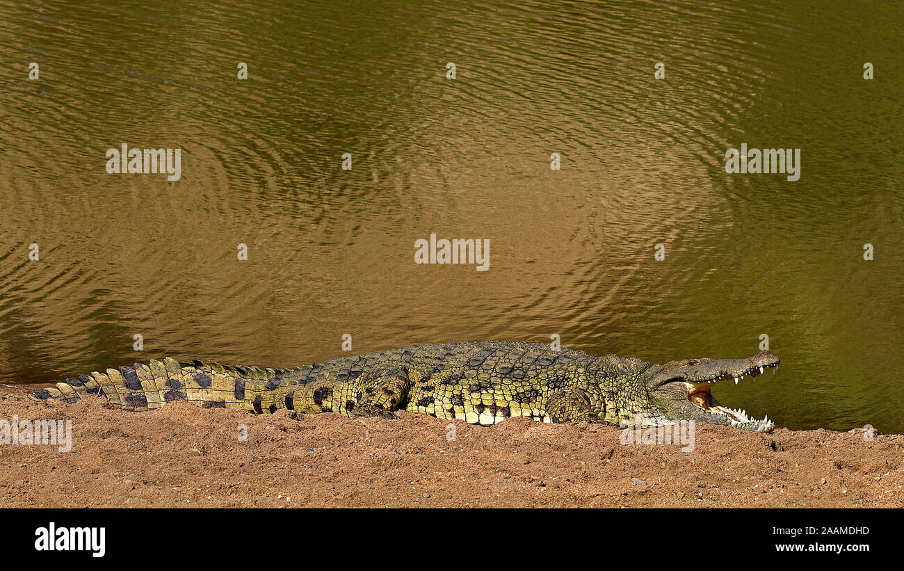 Wildlife krokodil hi-res stock photography and images - Alamy