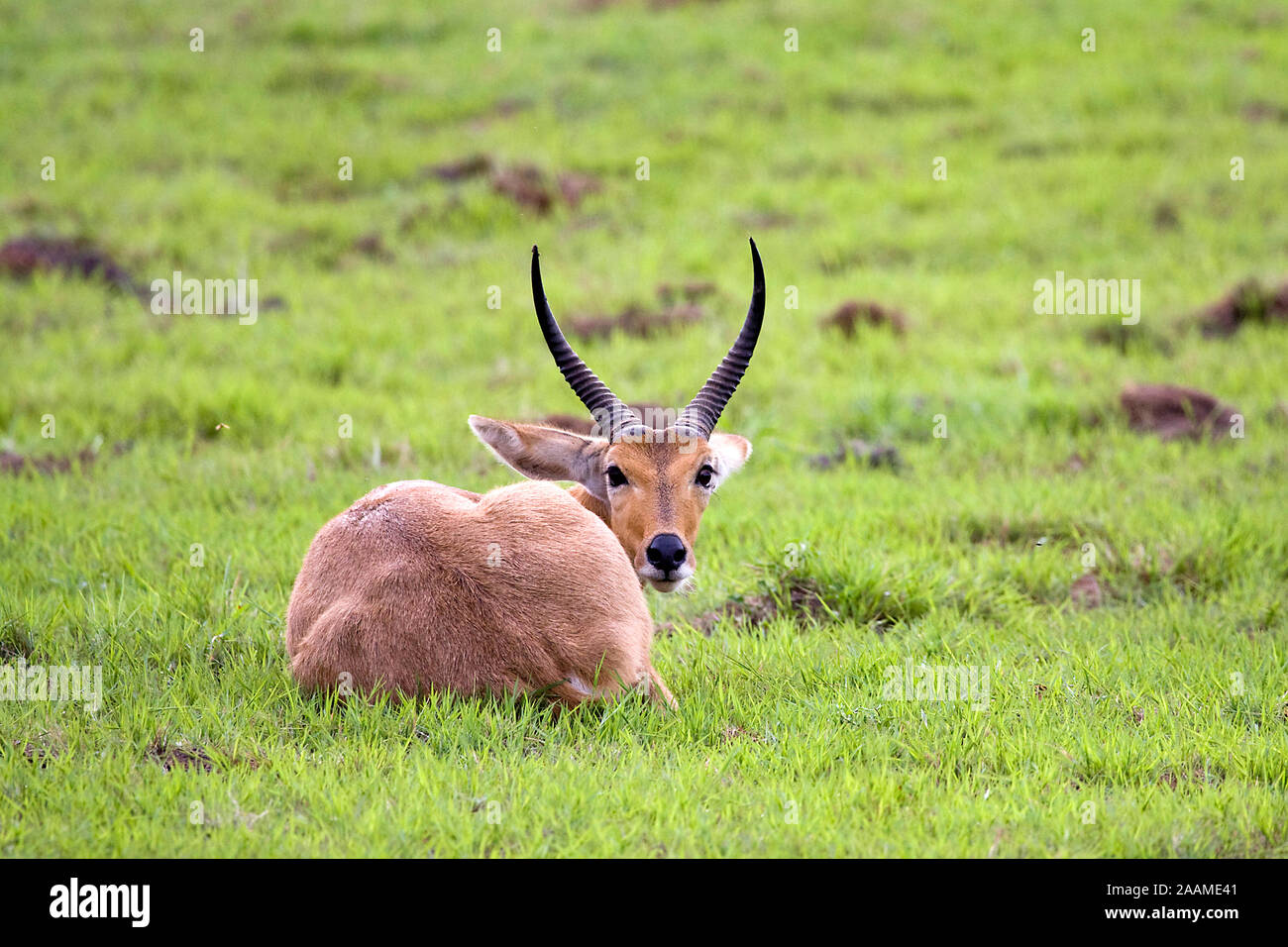 Riedbock | Redunca arundinum - Reed Buck Riedbock Maennchen Mahango NP ...