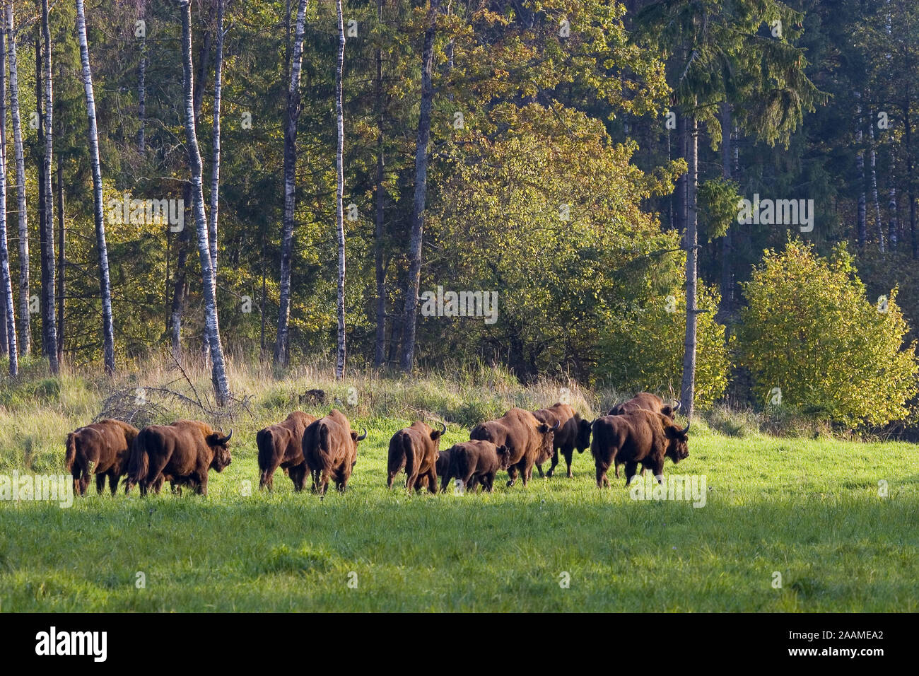 Wisent herde hi-res stock photography and images - Alamy