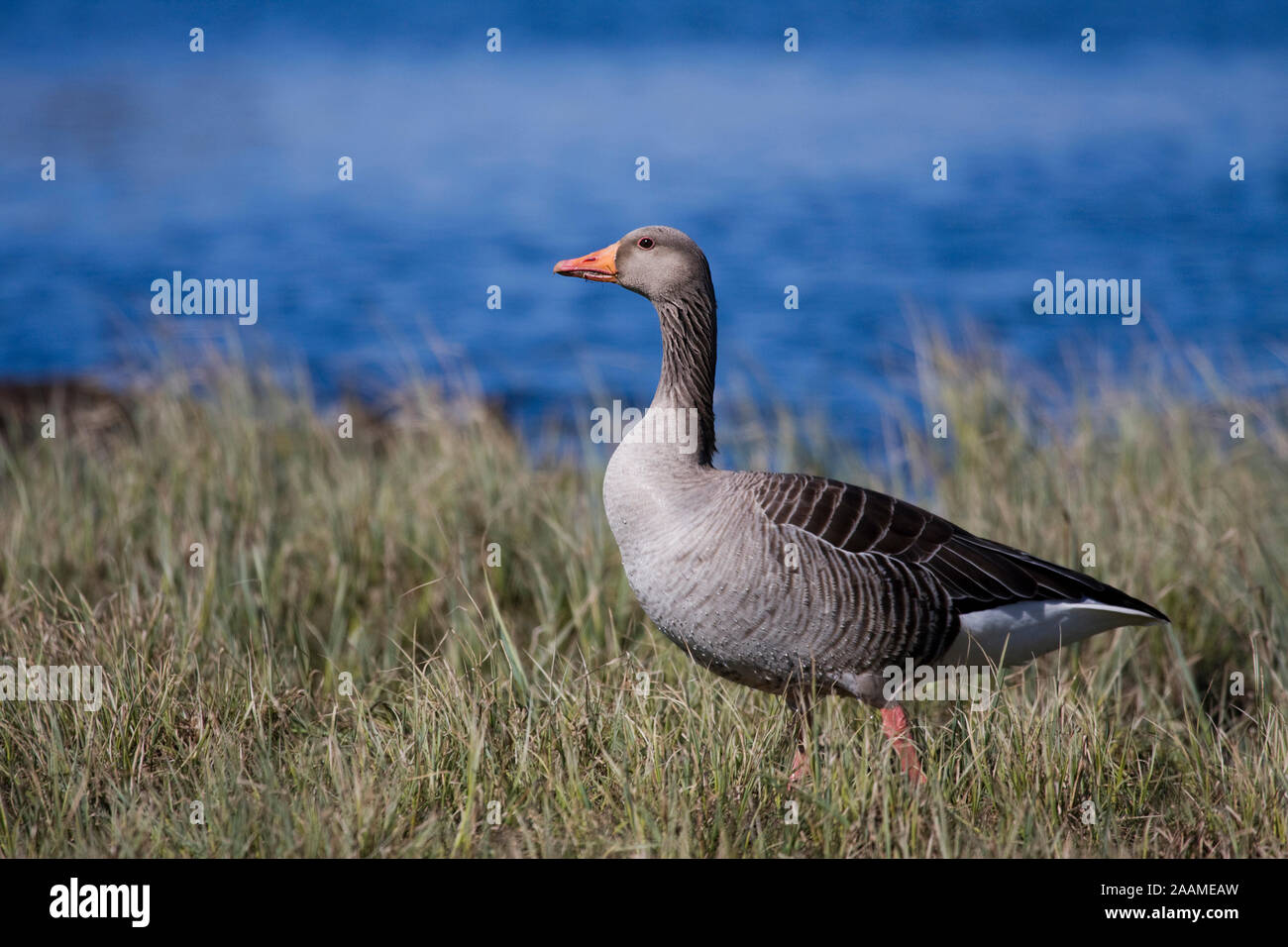 Graugans fotografie hi-res stock photography and images - Alamy