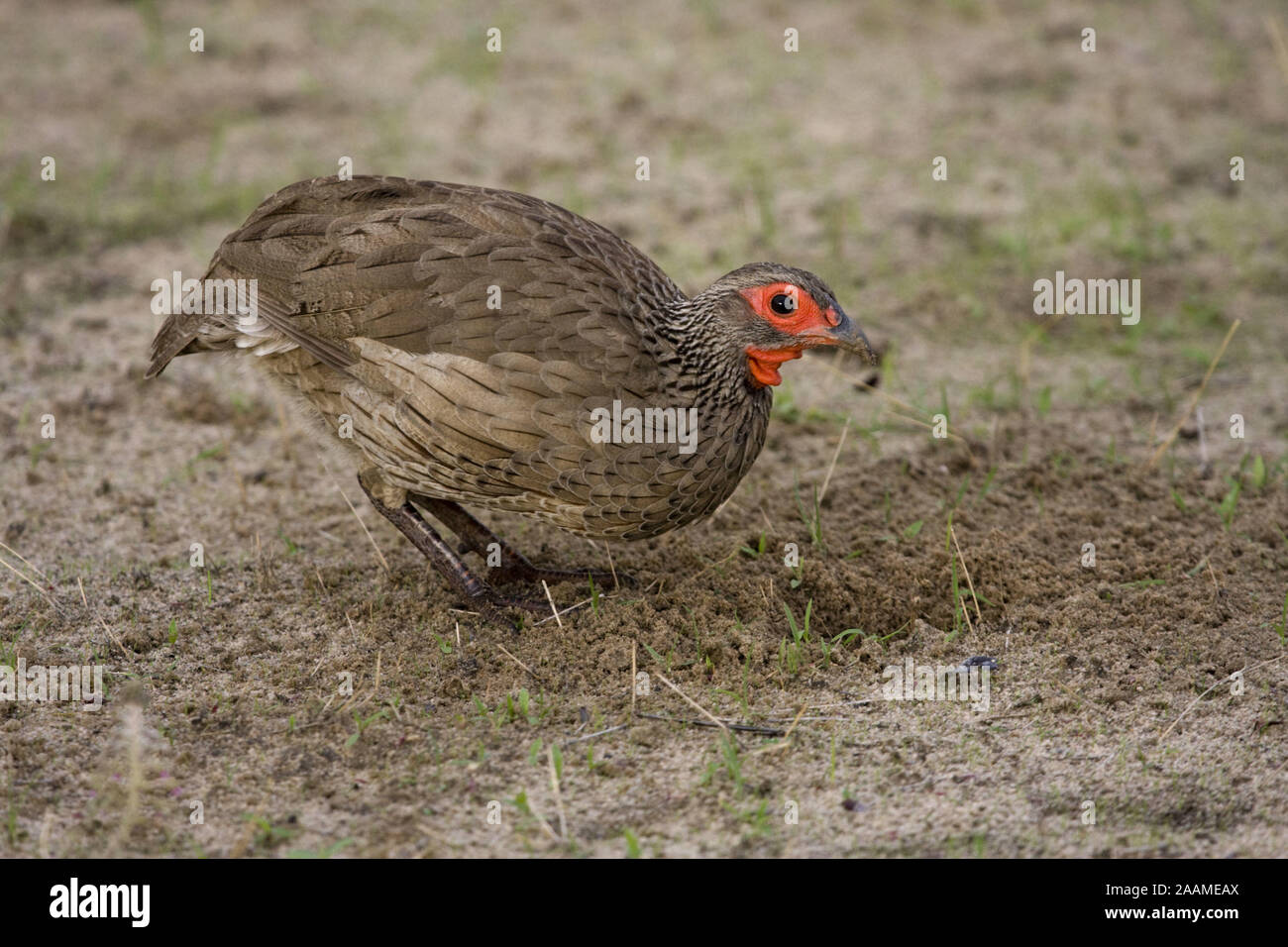 Swainsons francolin hi-res stock photography and images - Alamy