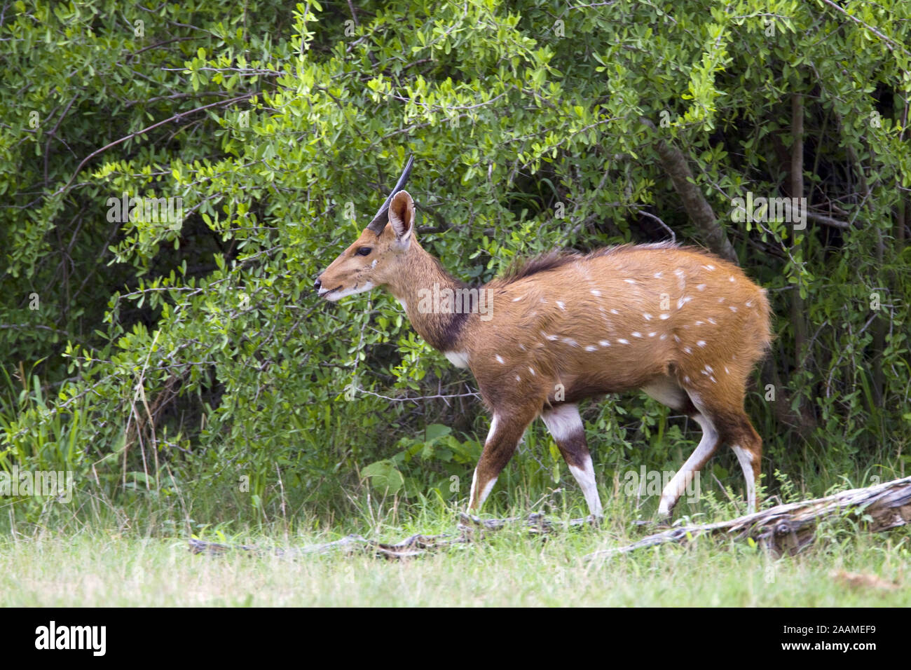 Buschbock|Tragelaphus scriptus - Bushbuck Stock Photo - Alamy