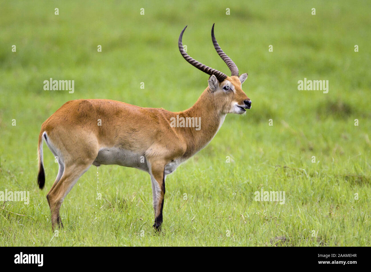 Moorantilope | Kobus leche - Red Lechwe Moorantilopen Bock naessend ...