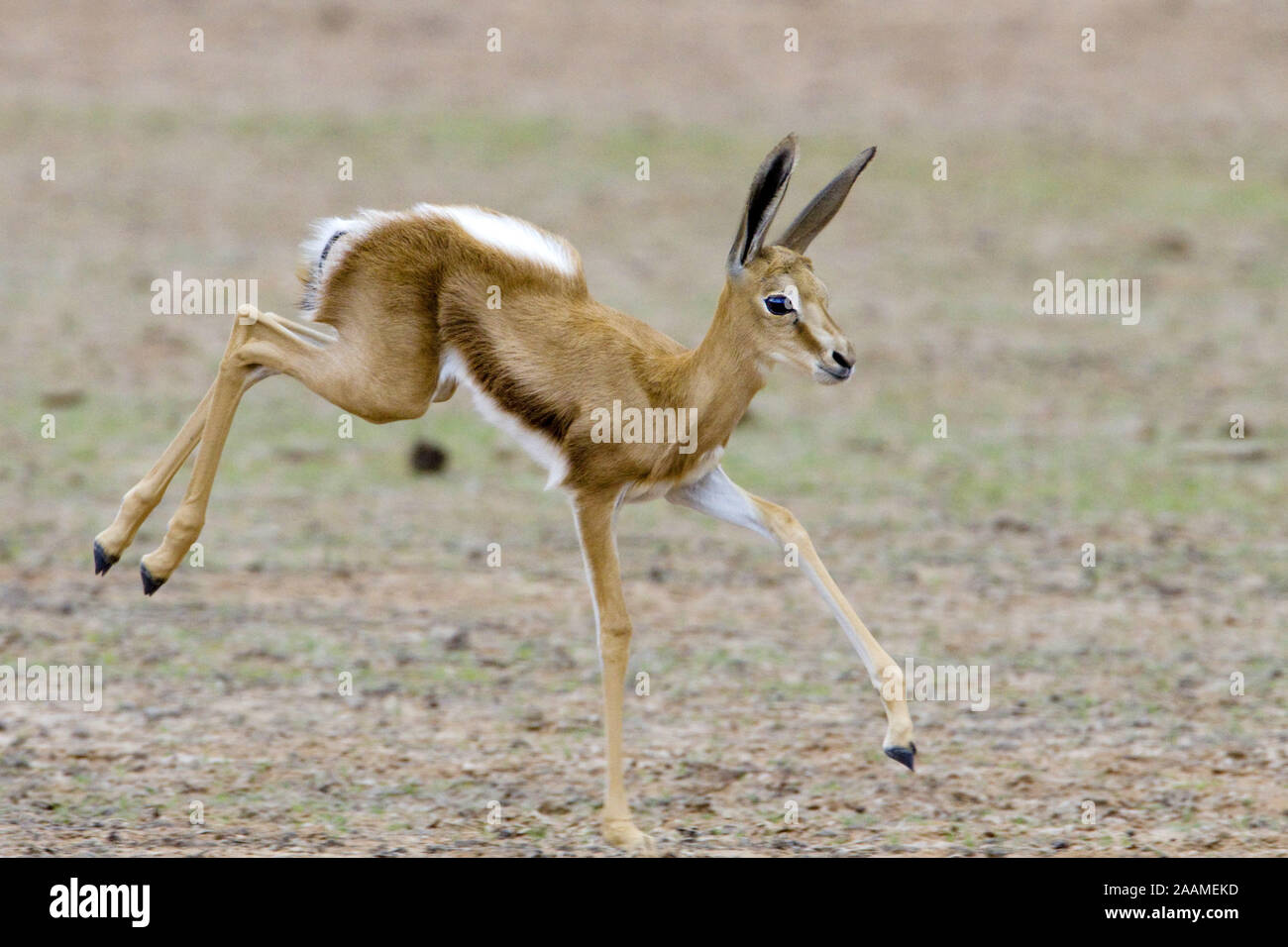 Springbock| Antidorcas marsupialis - Springbok Springbock Kalahari ...