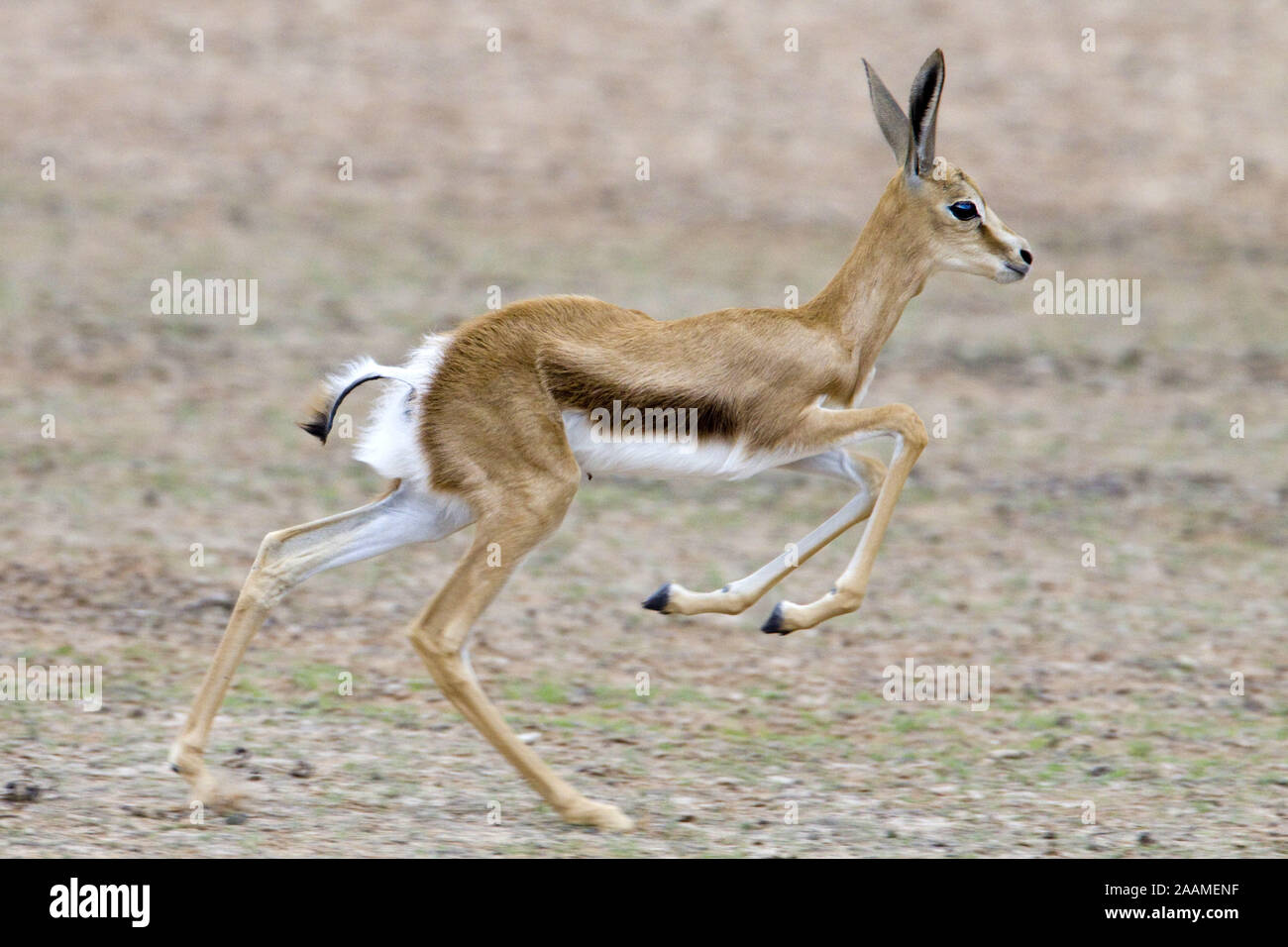Springbock| Antidorcas marsupialis - Springbok Springbock rennend ...