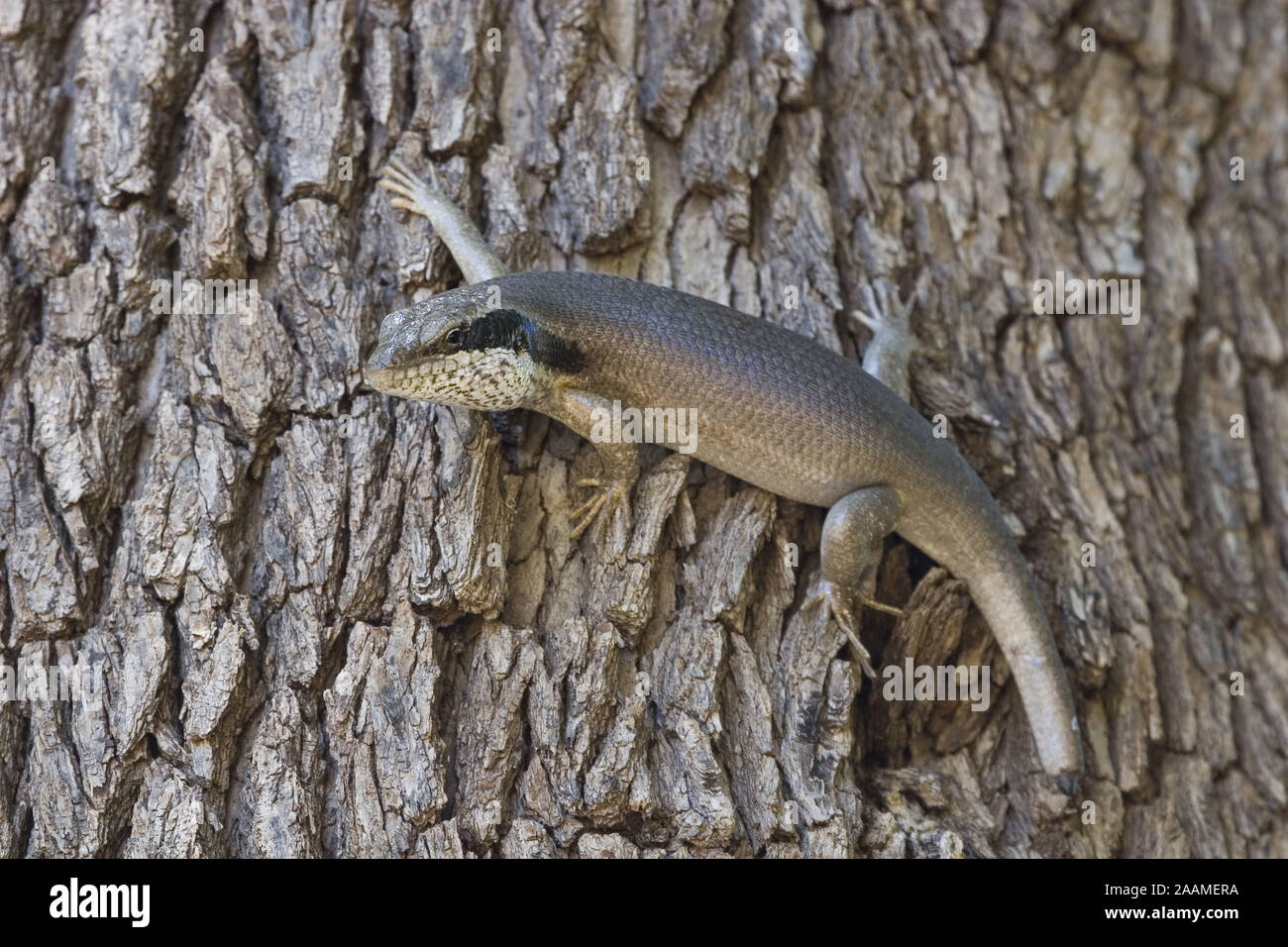 Streifenskink | Mabuya striata - Striped Skink mit abgeworfenem Schwanz ...