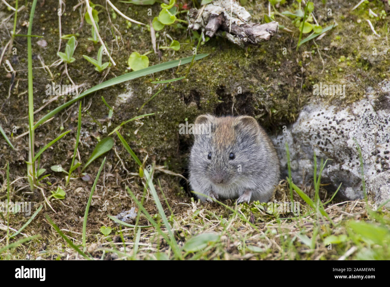 Grey vole hi-res stock photography and images - Alamy
