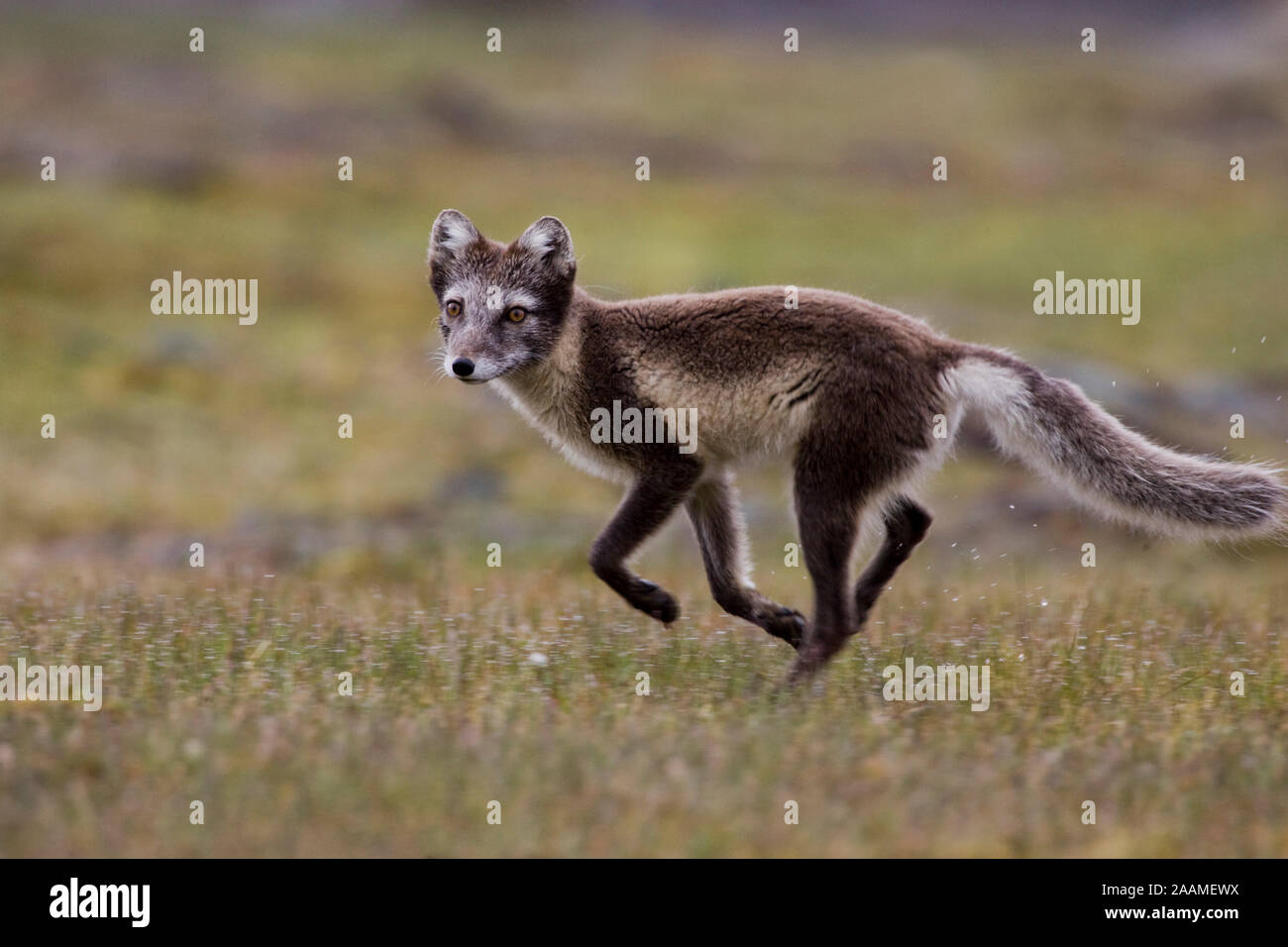 Eisfuchs im Sommerhaar - Polarfox Stock Photo - Alamy