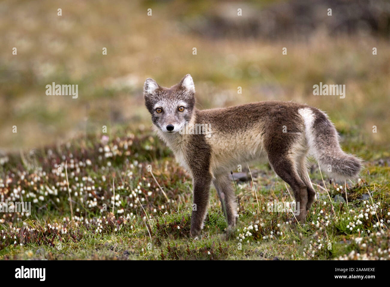 Eisfuchs im Sommerhaar verhofft - Polarfox Stock Photo - Alamy