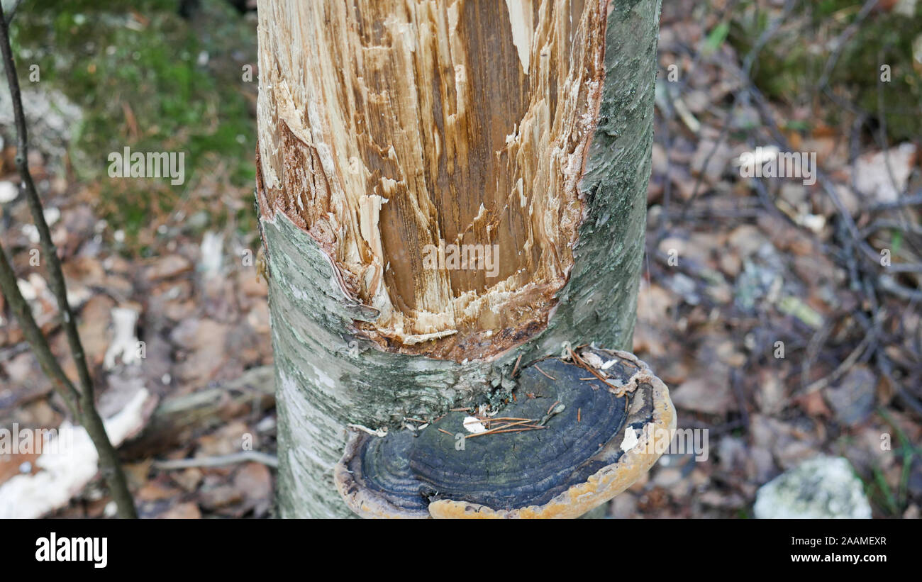 Clear cutting and spruce felling hi-res stock photography and images ...