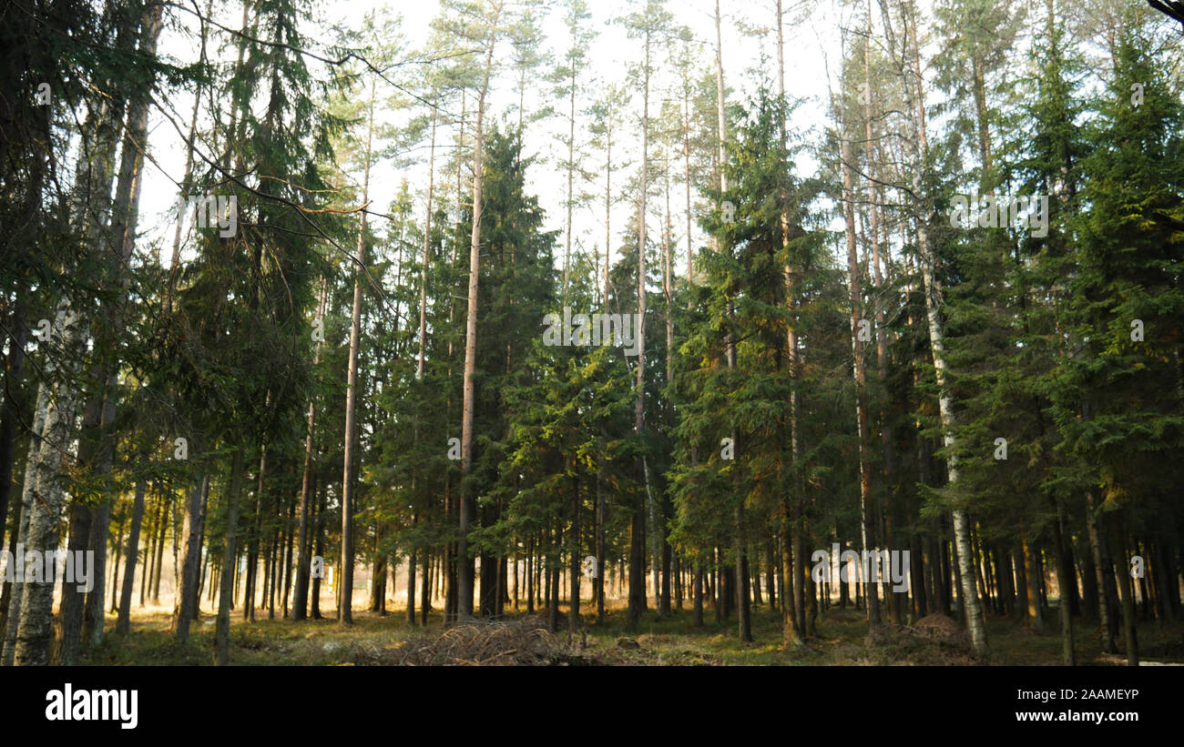 Natural forest of spruce and deciduous forest Stock Photo - Alamy
