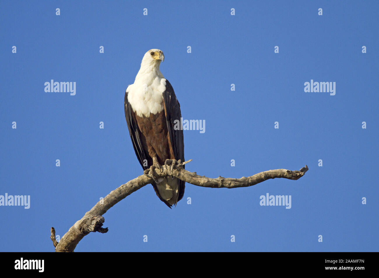 Schreiseeadler | African Fish Eagle - Haliaetus vocifer Schreiseeadler ...