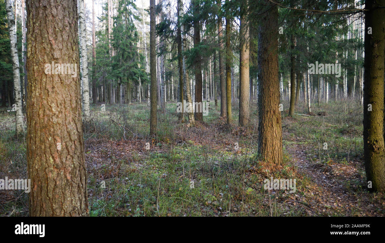 Natural forest of spruce and deciduous forest Stock Photo - Alamy