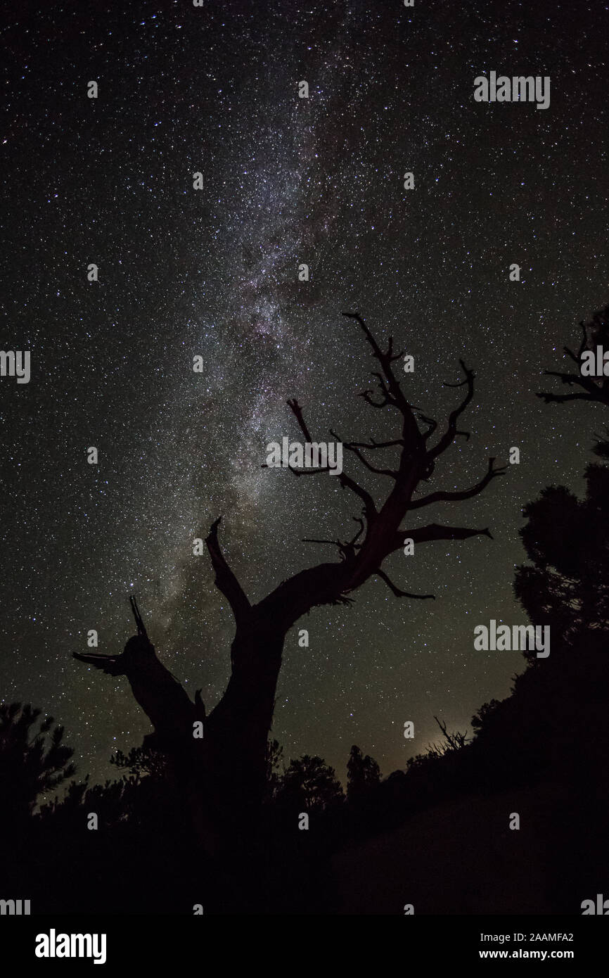 In the southwest desert's dark skies, the Milky Way Galaxy is seen ...