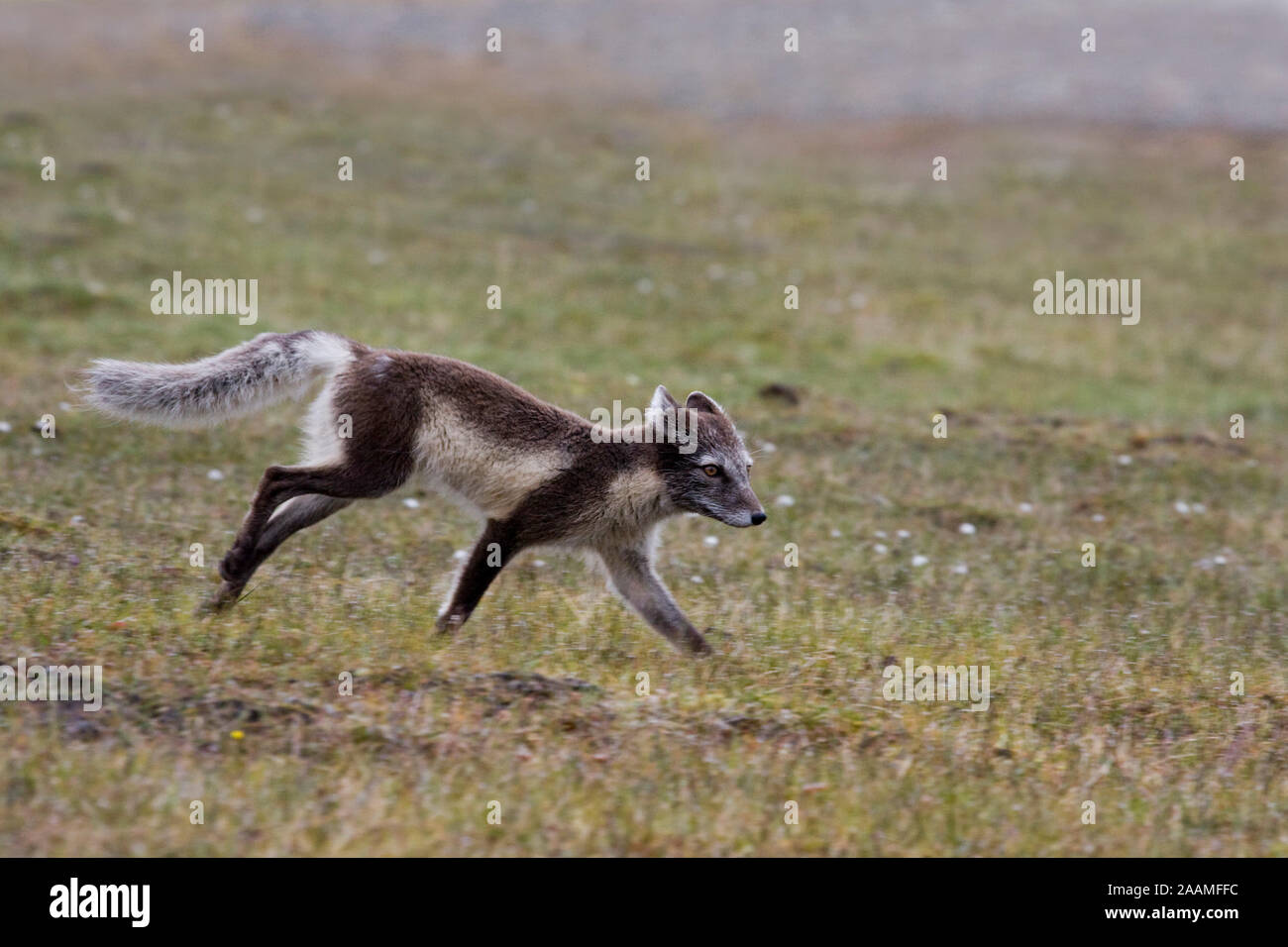 Eisfuchs im Sommerhaar - Polarfox Stock Photo - Alamy