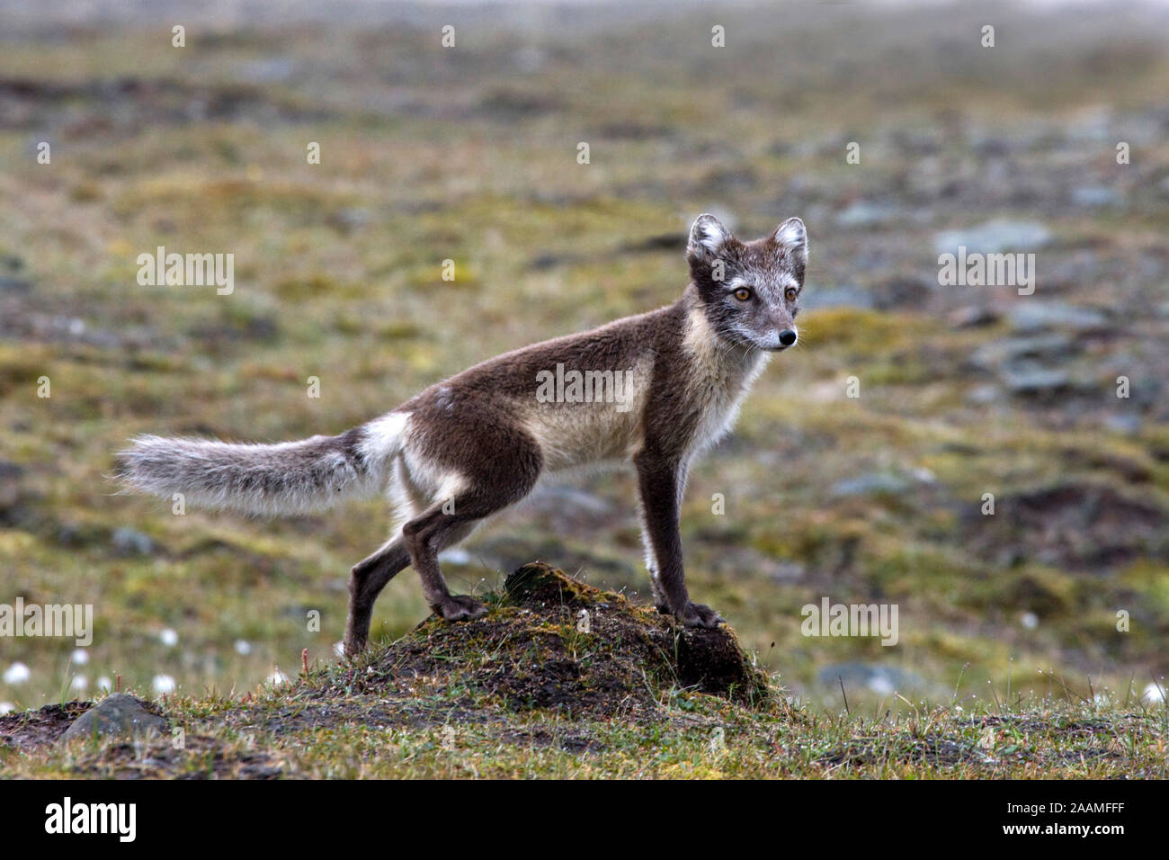 Eisfuchs im Sommerhaar verhofft - Polarfox Stock Photo - Alamy