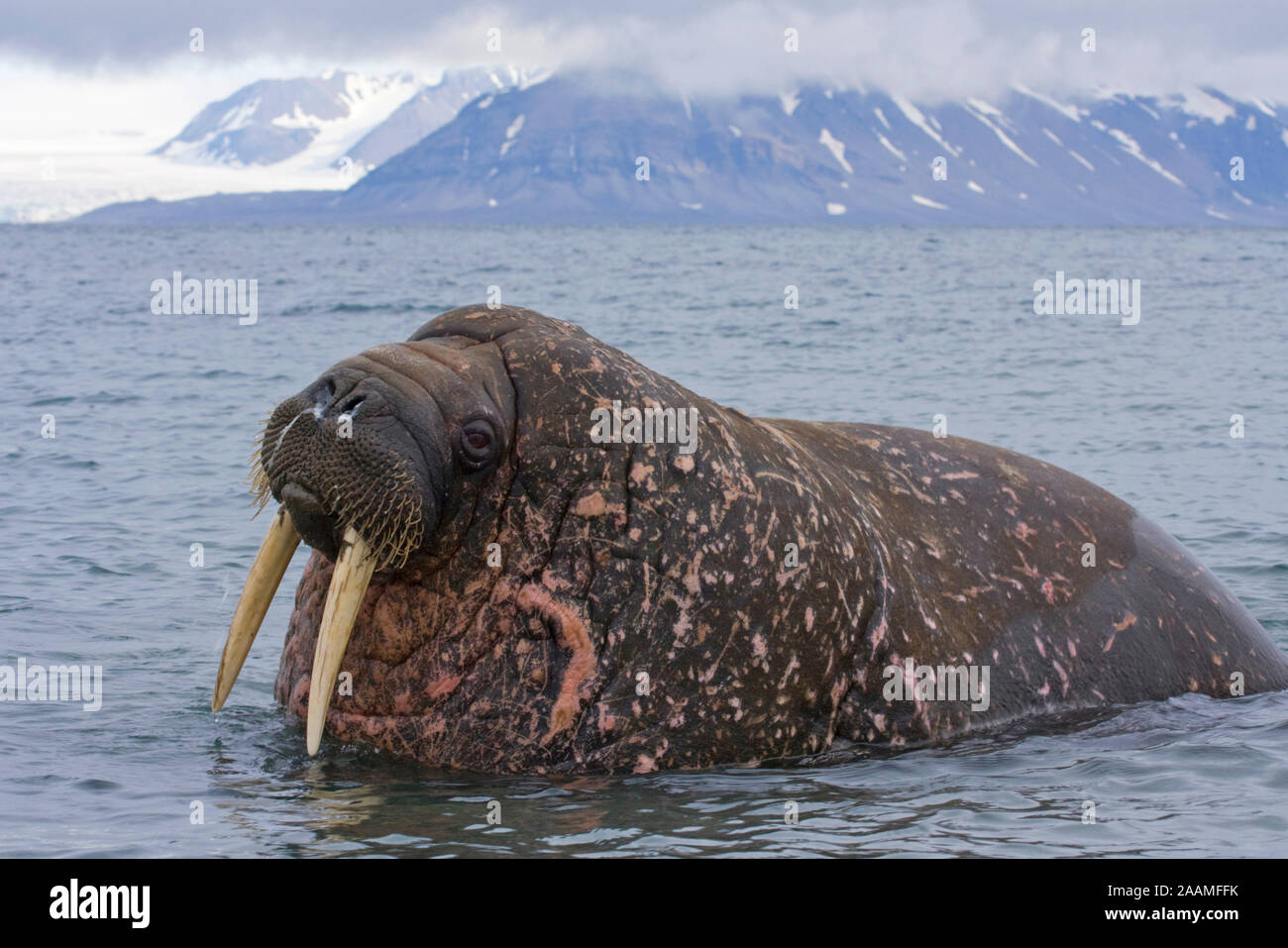 Walrus male portrait hi-res stock photography and images - Alamy