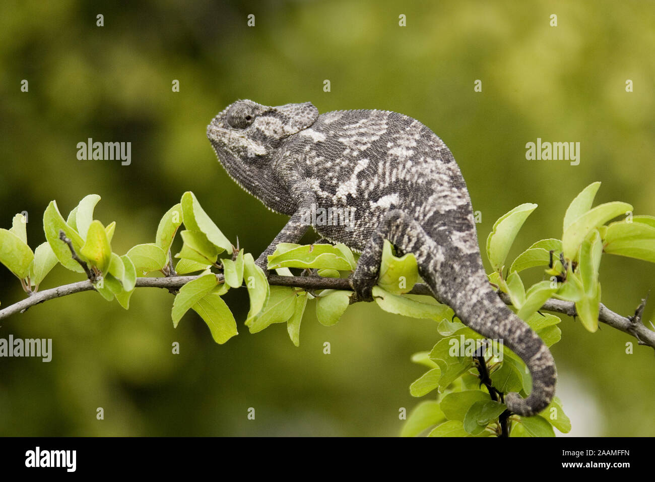 Lappen hi-res stock photography and images - Alamy