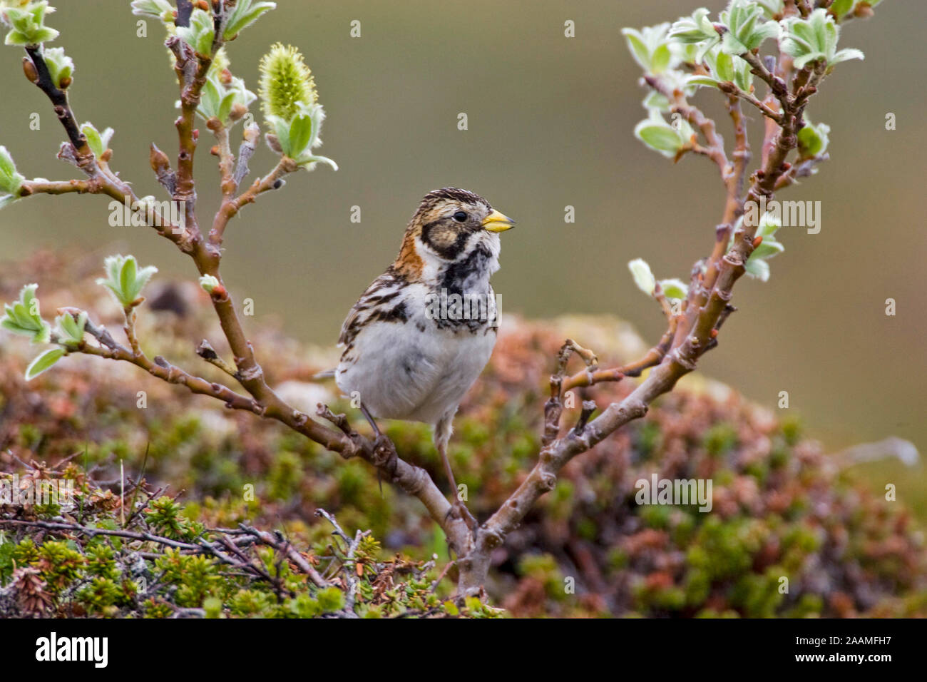 Female lapland bunting hi-res stock photography and images - Alamy