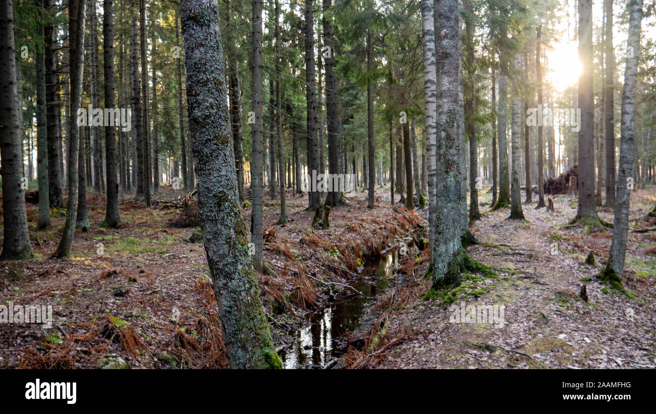 Small flowing stream in the middle of the forest Stock Photo - Alamy