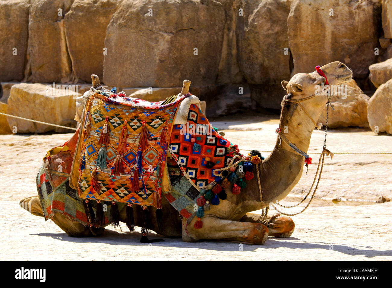 Camel lay with traditional Bedouin saddle in Egypt Stock Photo - Alamy