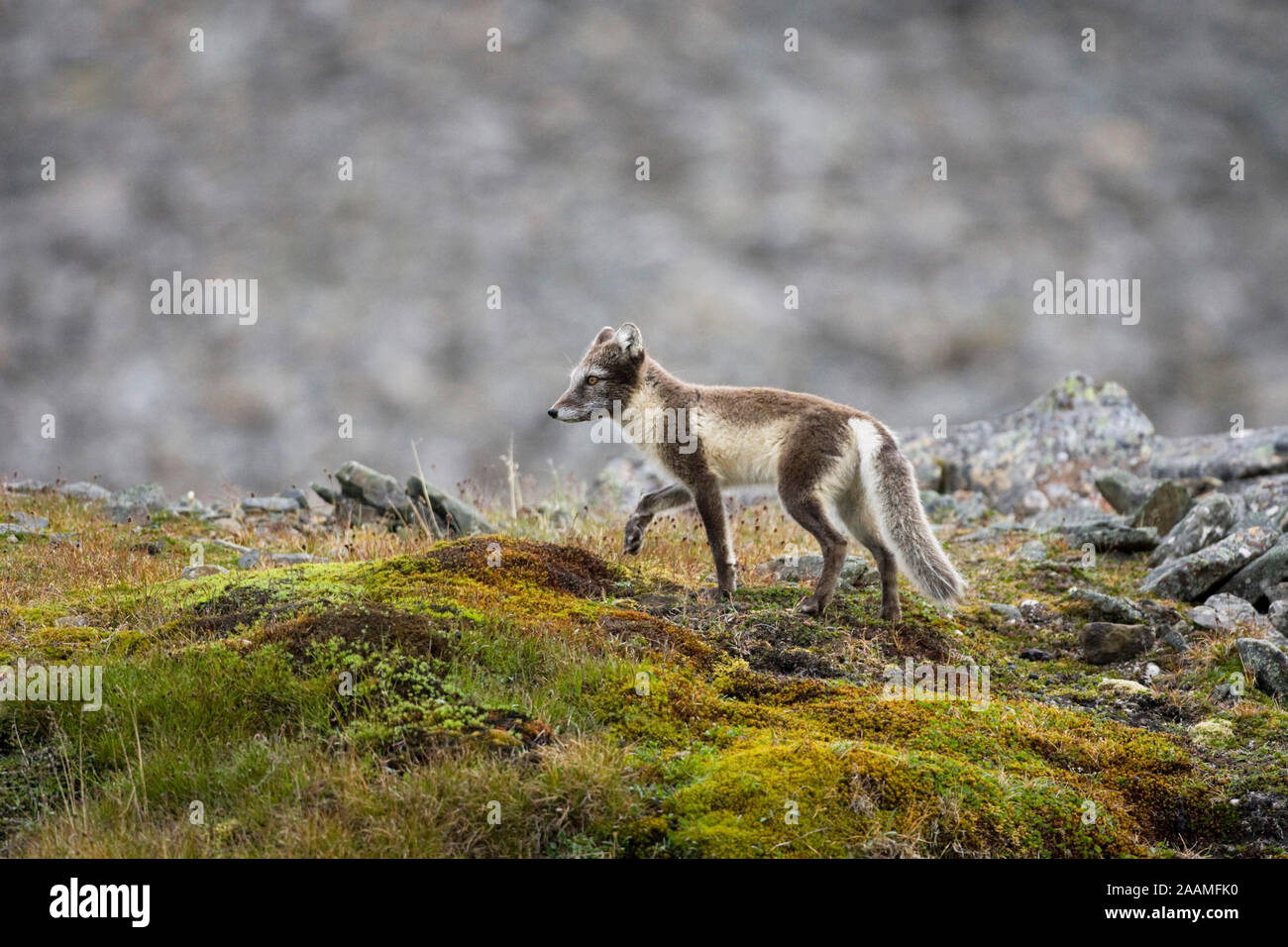 Eisfuchs im Sommerhaar verhofft - Polarfox Stock Photo - Alamy