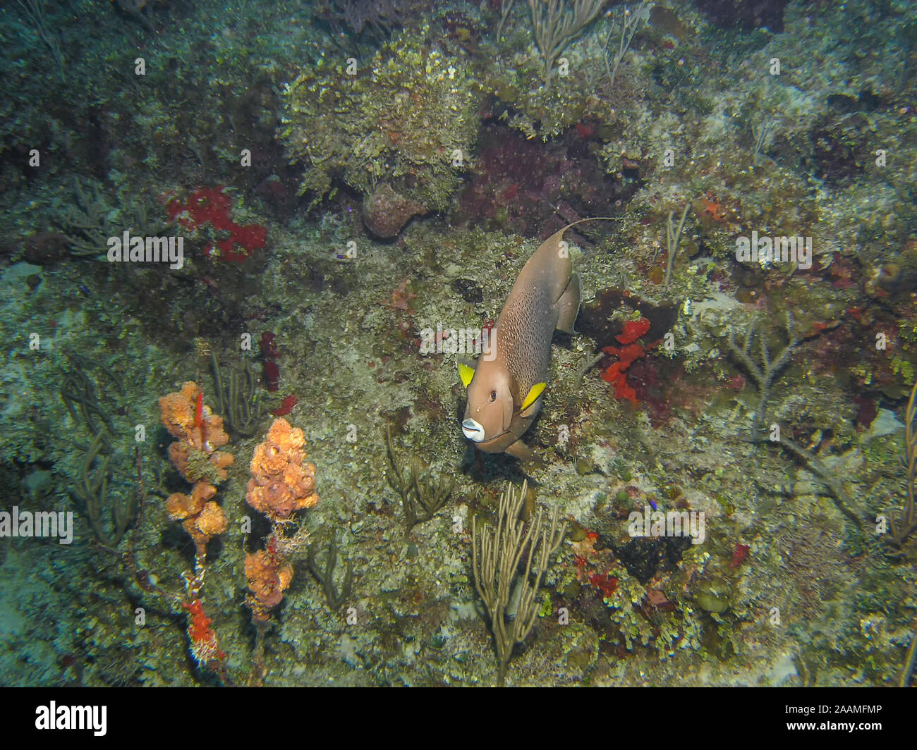 Gray Angelfish (Pomacanthus arcuatus) in Cozumel, Mexico Stock Photo ...