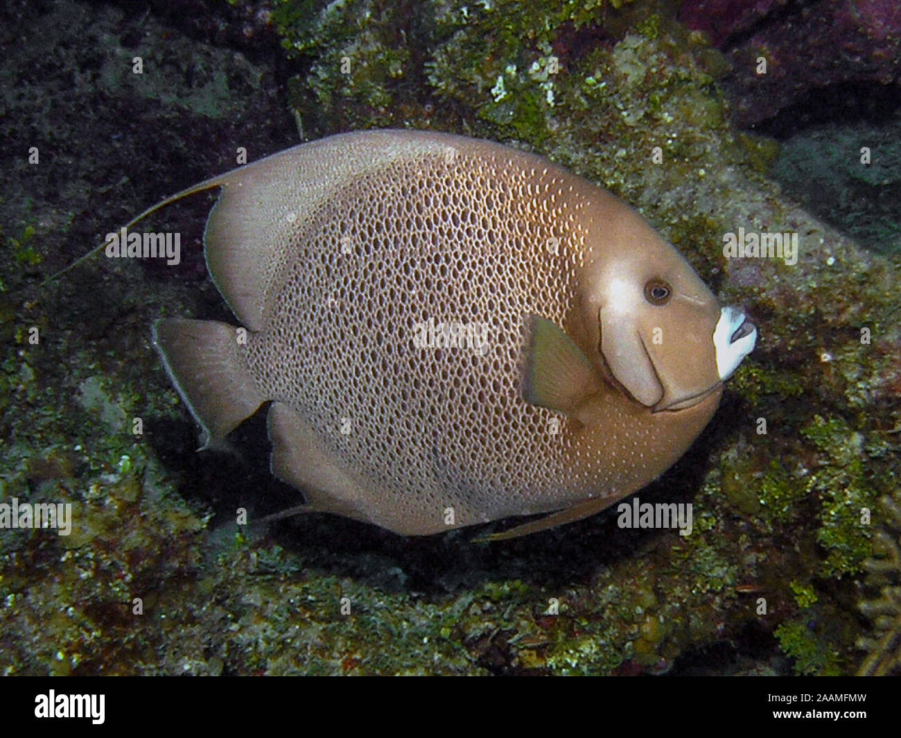 Gray Angelfish (Pomacanthus arcuatus) in Cozumel, Mexico Stock Photo ...
