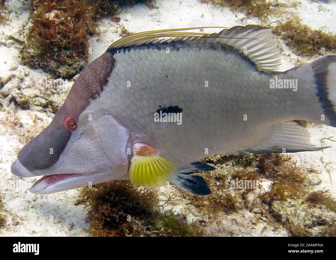 Coral Hogfish High Resolution Stock Photography and Images - Alamy