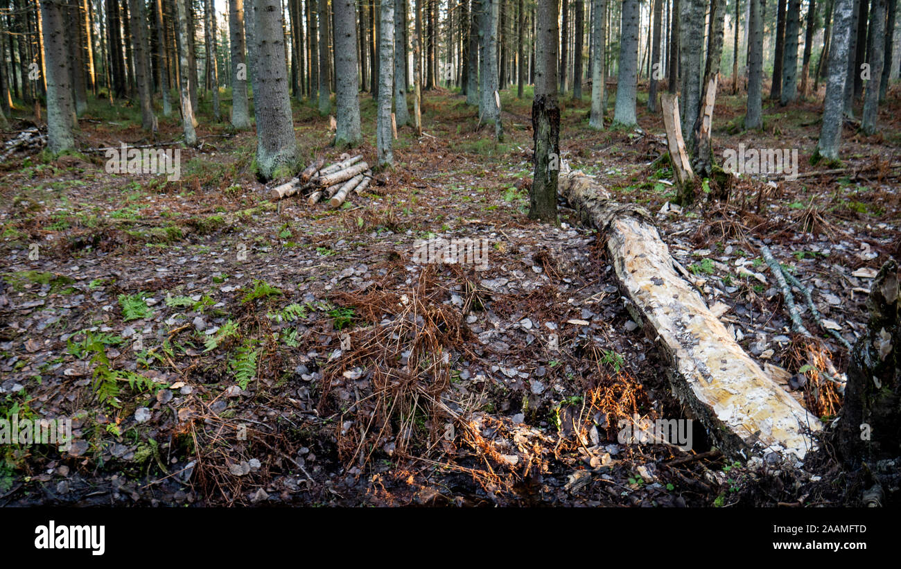 Middle wood moat hi-res stock photography and images - Alamy