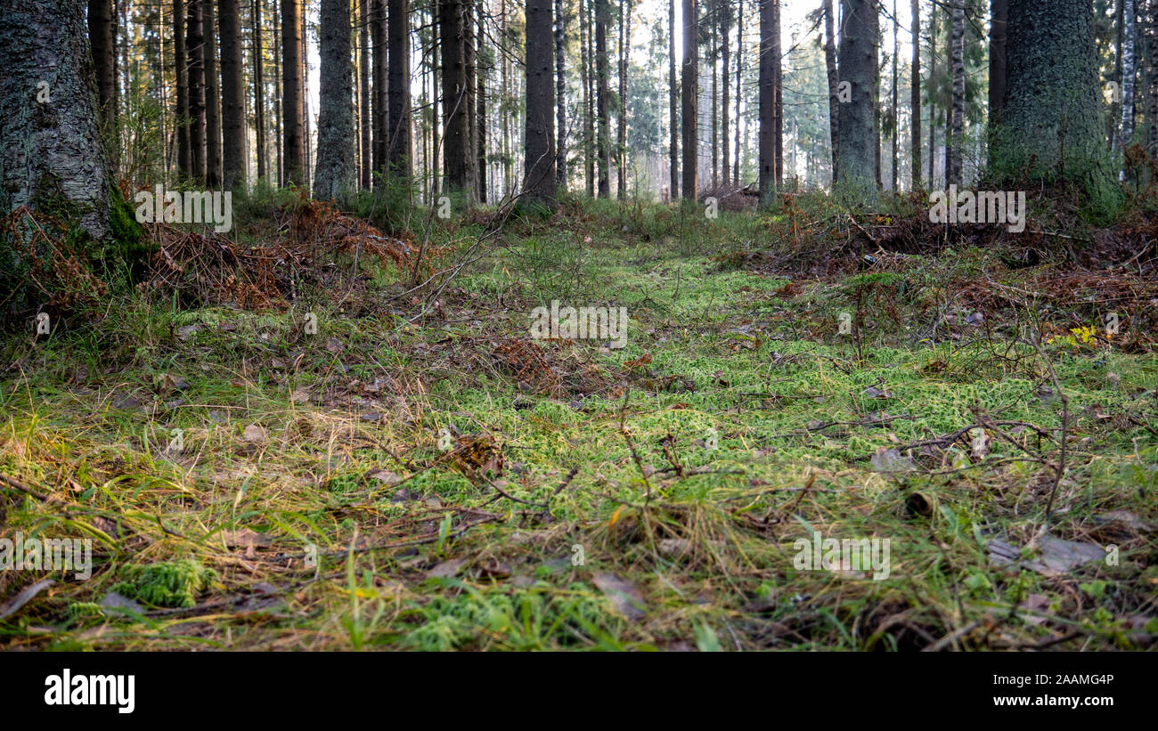 Natural forest of spruce and deciduous forest Stock Photo - Alamy