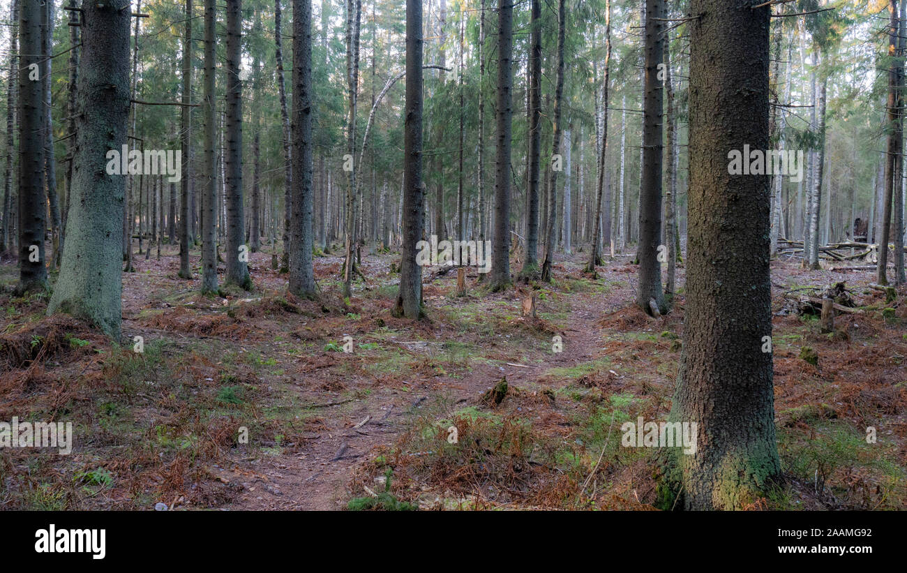 Natural forest of spruce and deciduous forest Stock Photo - Alamy