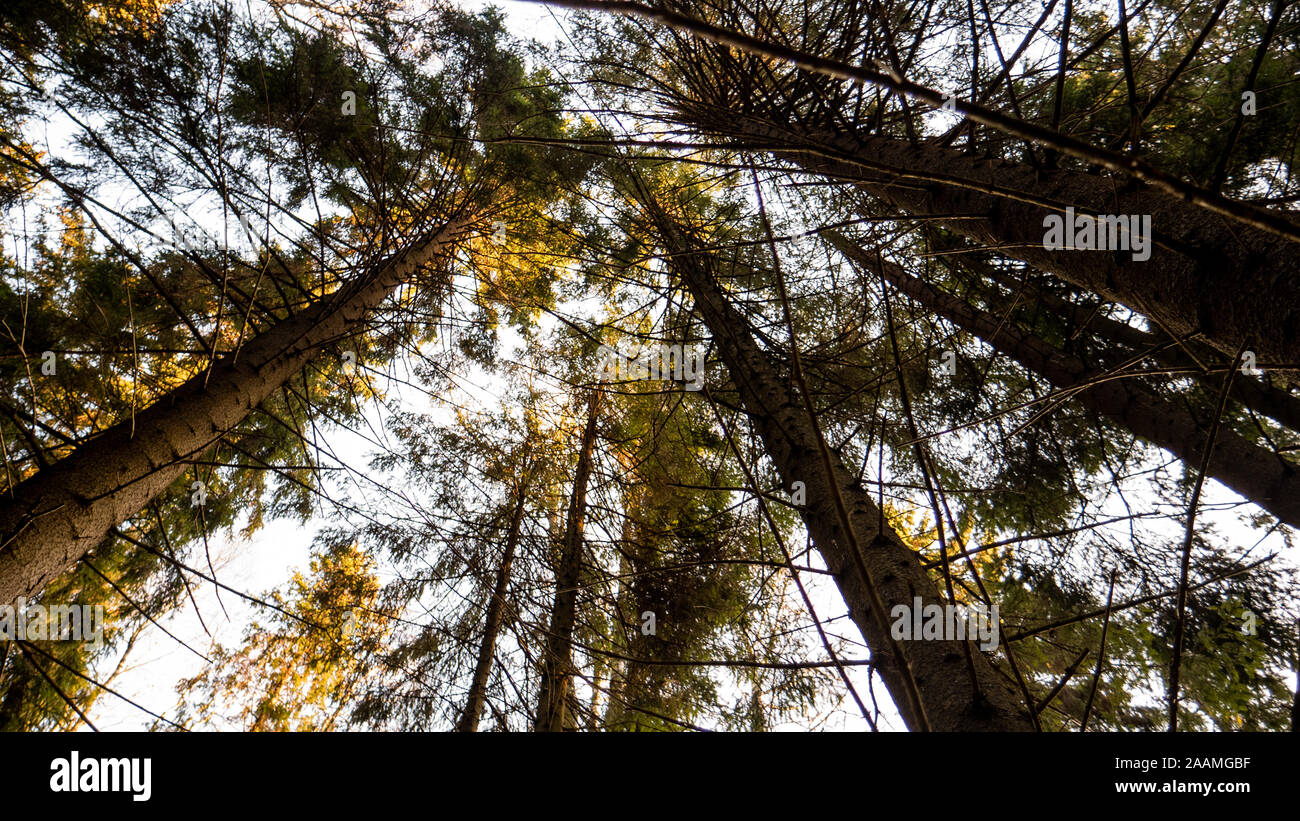 Natural forest of spruce and deciduous forest Stock Photo - Alamy