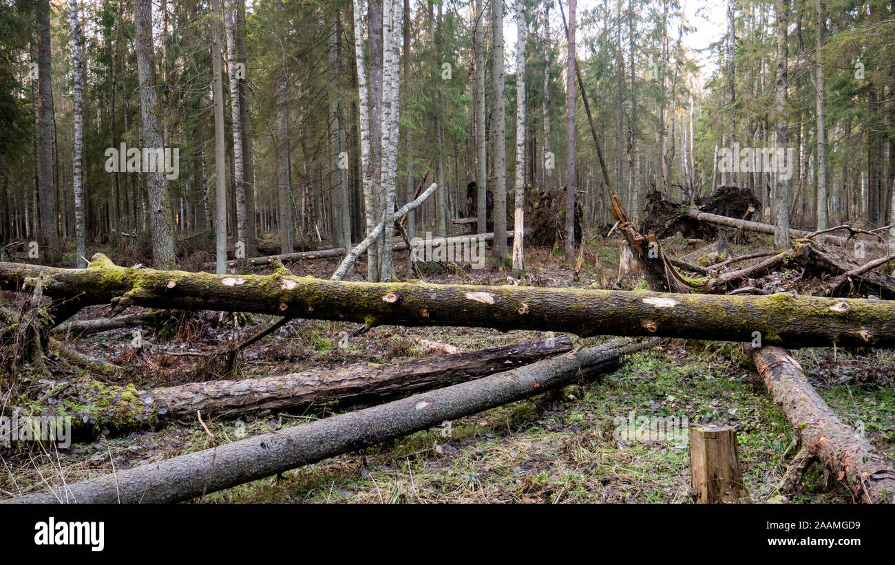 Denuded trees hi-res stock photography and images - Alamy