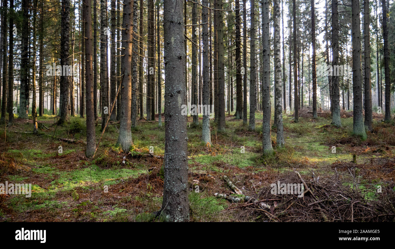 Natural forest of spruce and deciduous forest Stock Photo - Alamy