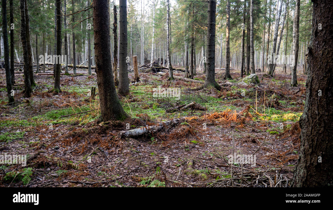 Natural forest of spruce and deciduous forest Stock Photo - Alamy