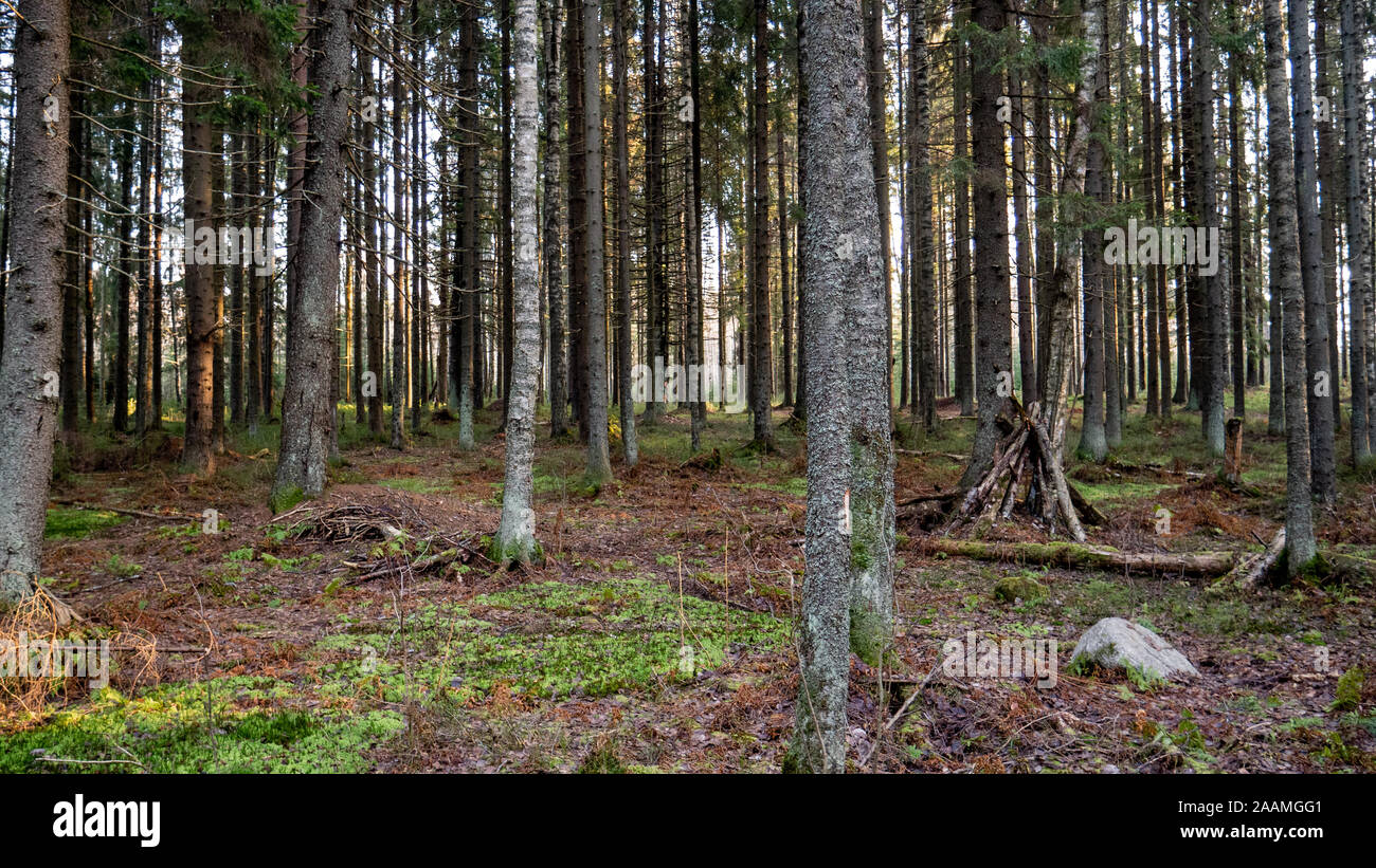Natural forest of spruce and deciduous forest Stock Photo - Alamy