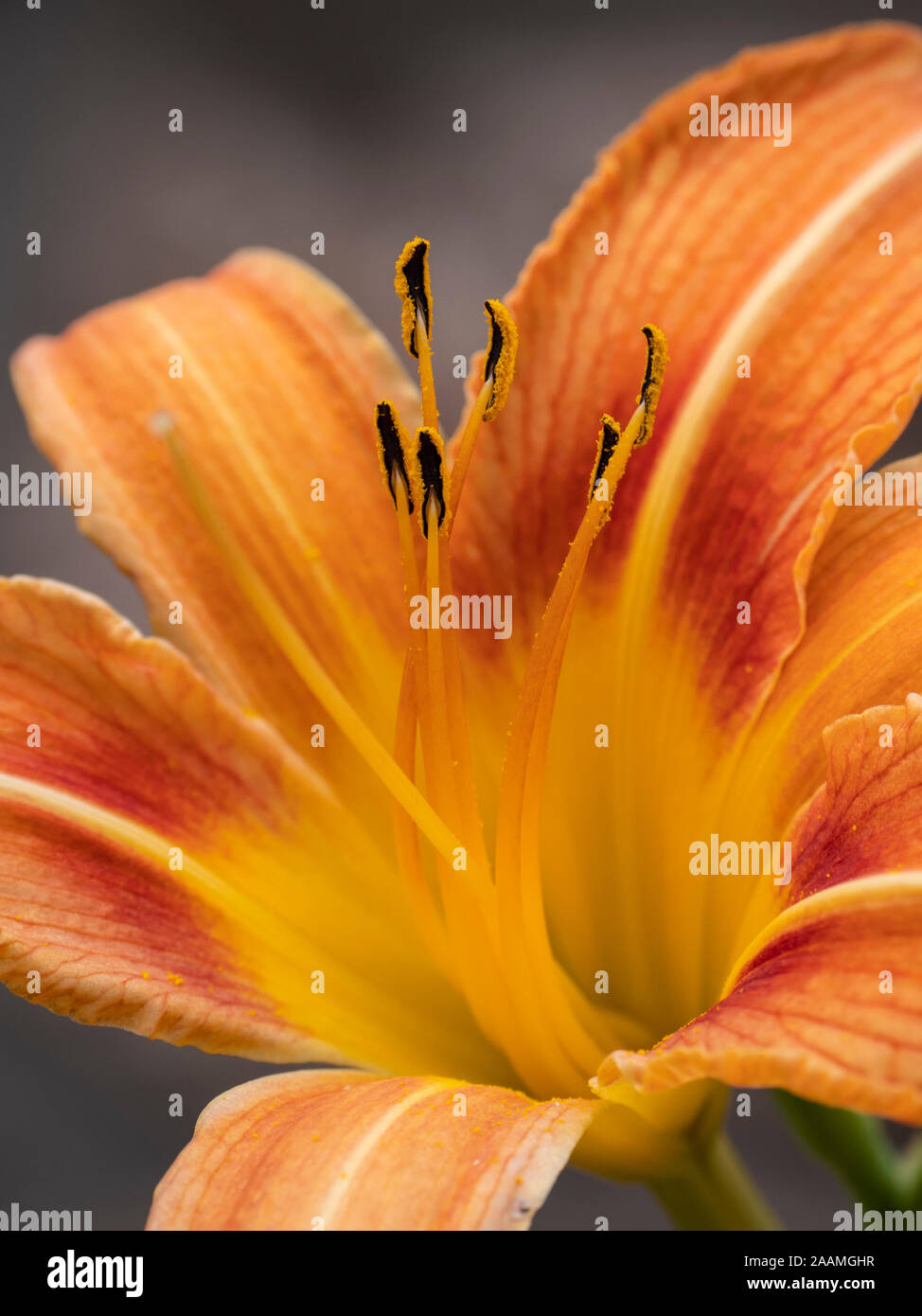 Lilly, visitor center garden, Bandelier National Monument, Los Alamos ...