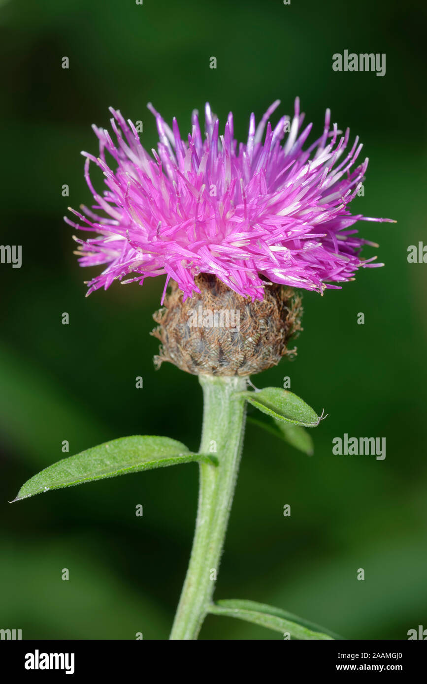 Common or Black Knapweed - Centaurea nigra Stock Photo - Alamy